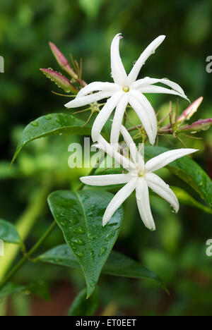 Catalonian jasmine or Spanish jasmine. Jasminum grandiflorum, also ...