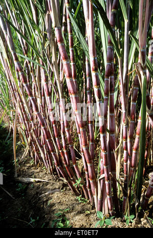 Sugarcane crops in field,Tamil Nadu,India Stock Photo - Alamy