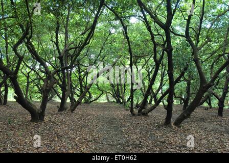 Sapodilla (Naseberry) Tree Branches Stock Photo - Alamy