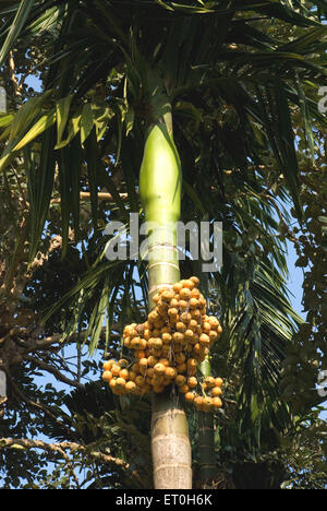 Areca nut palm tree ; Betel nut tree ; Karnataka ; India ; asia Stock ...