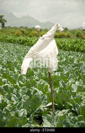 Cauliflower farm at Ojhar near Murbad Maharashtra India Stock Photo - Alamy