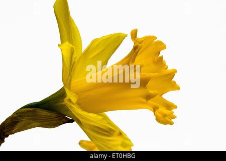 The national emblem symbol of Wales the daffodil Stock Photo: 11514444 ...