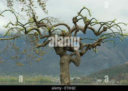 Char Chinar Trees at Dal Lake Jammu and Kashmir India Asia Stock Photo ...