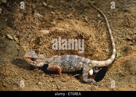 Chameleon laying egg, Chameleons, chamaeleons, Chamaeleonidae, laying ...