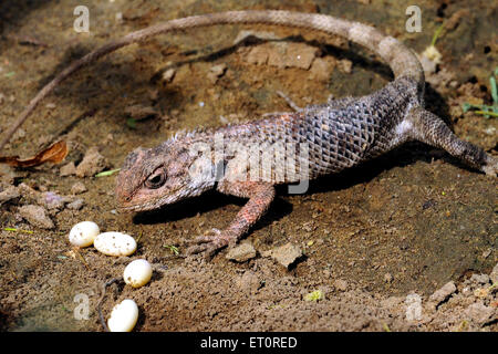 Chameleon laying eggs ; Jodhpur ; Rajasthan ; India ; Asia Stock Photo ...