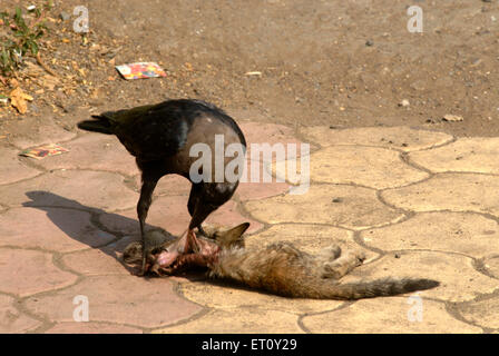 crow eating dead crow Stock Photo - Alamy