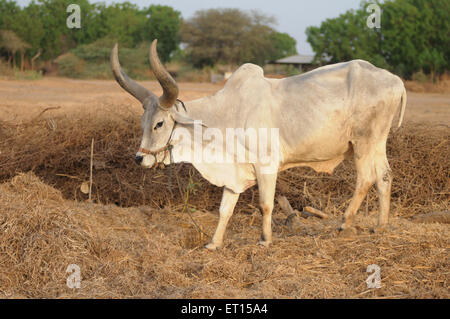 Bull, cows in cow shelter, Bhuj, Kutch, Gujarat, India, Asia Stock ...
