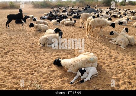 Sheep flock, herd of sheep, domestic sheep, domesticated, livestock ...