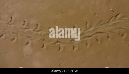 Insect tracks Stock Photo - Alamy