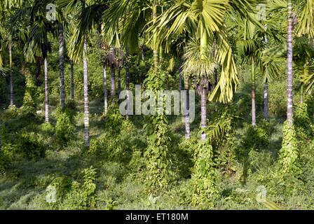 Areca nut farm with tall trees, Yellapura, Karnataka, India Stock Photo ...