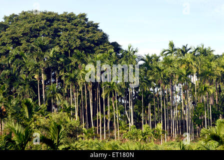Areca nut farm with tall trees, Yellapura, Karnataka, India Stock Photo ...