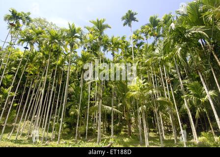 Areca nut trees, betel nut trees, areca palm, Port Blair, Andaman and ...