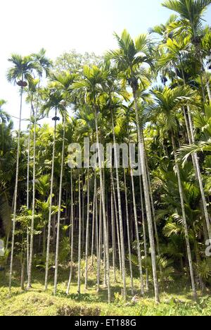 Areca nut trees, betel nut trees, areca palm, Port Blair, Andaman and ...