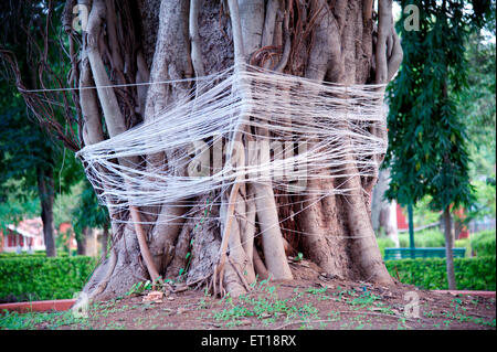 Indian Festival - Vat Savitri: Threads around banyan tree Stock Photo ...