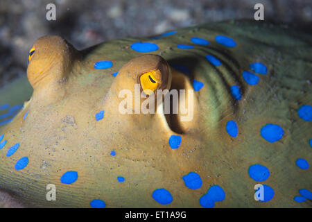 A closeup of beautiful blue spotted ray underwater Stock Photo - Alamy
