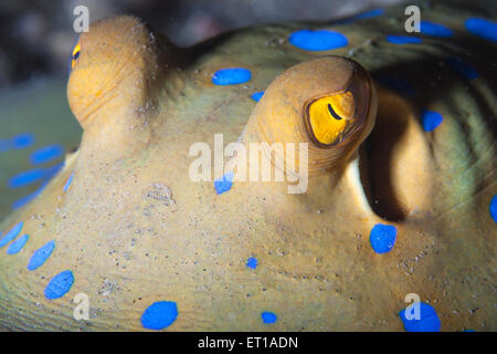 A closeup of beautiful blue spotted ray underwater Stock Photo - Alamy
