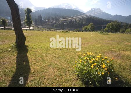 Himalayan flowers, Pahalgam, Himalaya, Jammu and Kashmir, India, Asia ...
