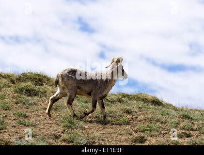 Bharal blue sheep at Himachal Pradesh India Stock Photo - Alamy