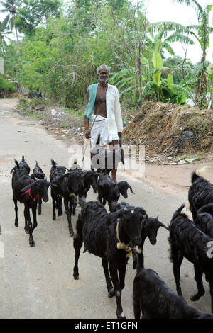Man walking goats Stock Photo: 48320683 - Alamy