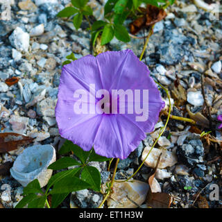 Beach morning glory or railroad vine, Ipomoea pes-caprae, and ripple ...