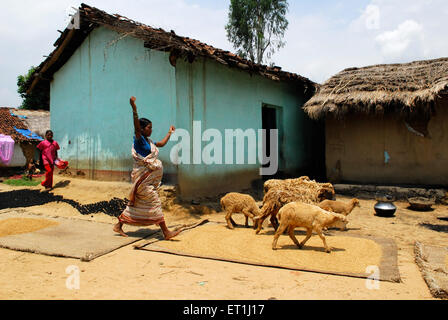Ho tribe pregnant tribal woman standing on doorway of her village house ...