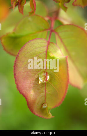 drop of water On the leaf in morning nature beautiful with copy space ...