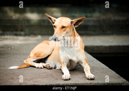 Close up of street dogs sitting on field Stock Photo - Alamy