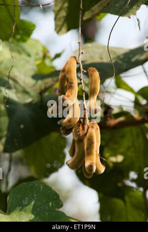 Velvet bean (Mucuna pruriens Stock Photo - Alamy