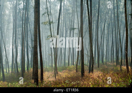 Beefwood trees, Beef wood, She oak, Whistling pine, suru, Junglisaru ...