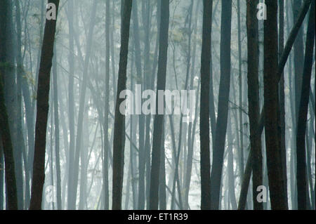 Beefwood trees, Beef wood, She oak, Whistling pine, suru, Junglisaru ...