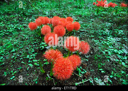 fireball flower in belgaum at karnataka India Asia Stock Photo - Alamy