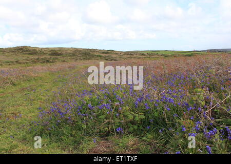 moorland in penwith west cornwall Stock Photo - Alamy