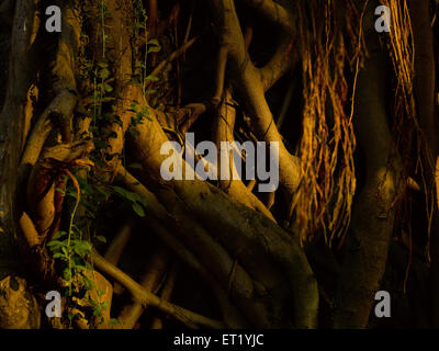 Neem tree roots, India, Asia Stock Photo - Alamy