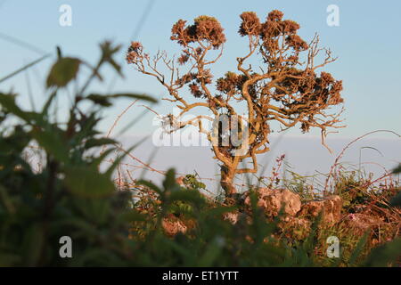 cornish hedges in penwith cornwall at sunset Stock Photo - Alamy
