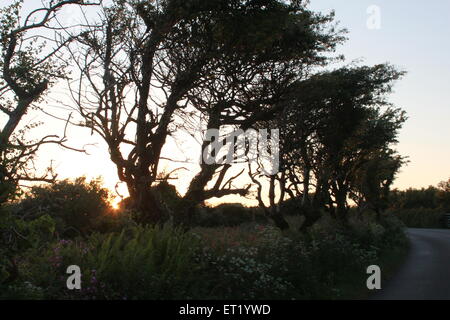 cornish hedges in penwith cornwall at sunset Stock Photo - Alamy