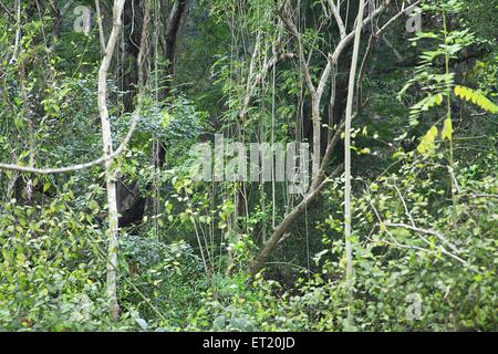 Forest greenery ; Sanjay Gandhi National Park ; Borivali National Park ...