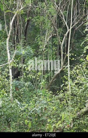 Forest greenery ; Sanjay Gandhi National Park ; Borivali National Park ...