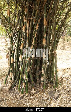Bamboo trees ; Bombay ; Mumbai ; Maharashtra ; India ; asia Stock Photo ...