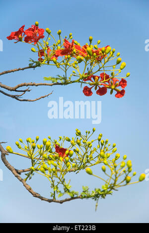 Flowering tree ; Gulmohar ; Delonix regia ; Delon Regia ; Royal ...