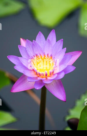 Lotus flowers bloom with water droplets at Wanfo Temple in Fuzhou, east ...