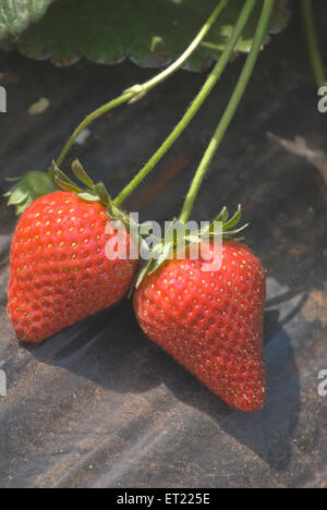 strawberry fruit plant ; Mahabaleshwar ; Maharashtra ; India ; asia ...