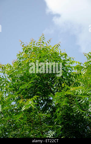 Neem tree Padhegaon Shrirampur Ahmednagar Maharashtra India Asia Stock ...