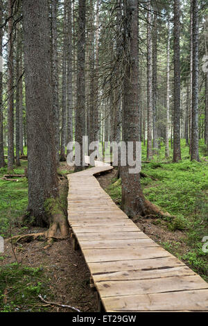 the black forest in germany Stock Photo - Alamy