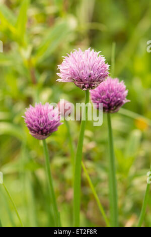 chives flowers in a garden bed in spring Stock Photo - Alamy