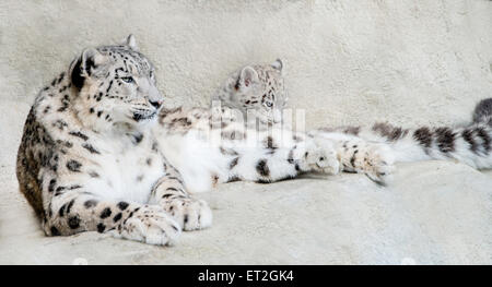 Snow leopard mother cuddling with cub Stock Photo - Alamy
