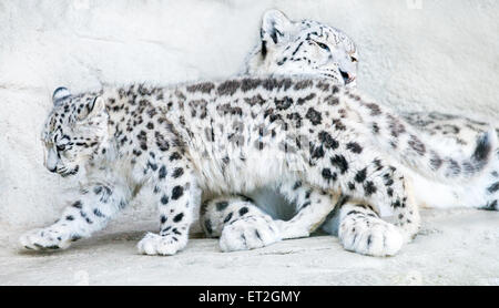 Snow leopard mother cuddling with cub Stock Photo - Alamy