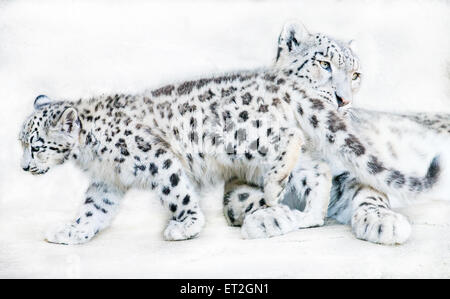 Snow leopard mother cuddling with cub Stock Photo - Alamy