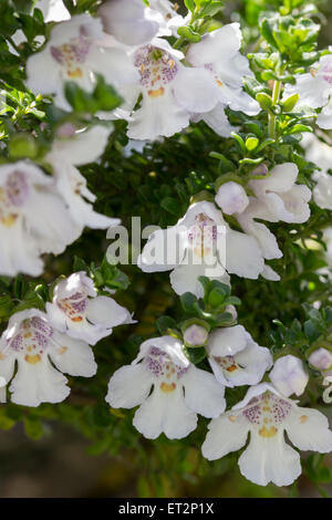 Massed flowers of the alpine mint bush, Prostanthera cuneata Stock ...
