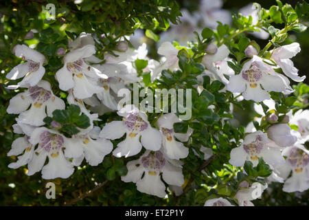 Prostanthera cuneata - alpine mint bush Stock Photo - Alamy
