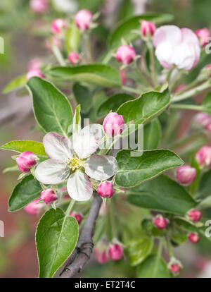 Beautiful blooming tree branch on yellow background Stock Photo - Alamy
